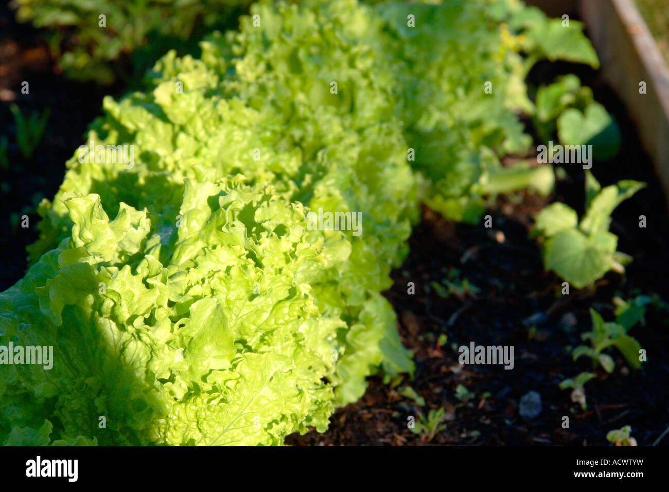 Lettuce growing gardening spring food Stock Photo - Alamy