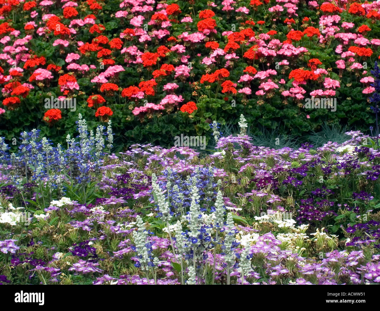 Flower border of bright flowers Stock Photo - Alamy