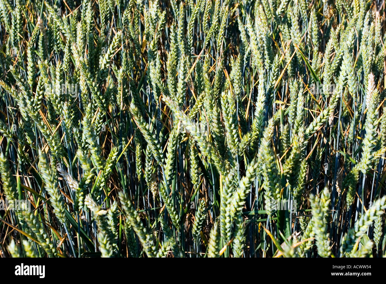 Green field growing wheat close hi-res stock photography and images - Alamy