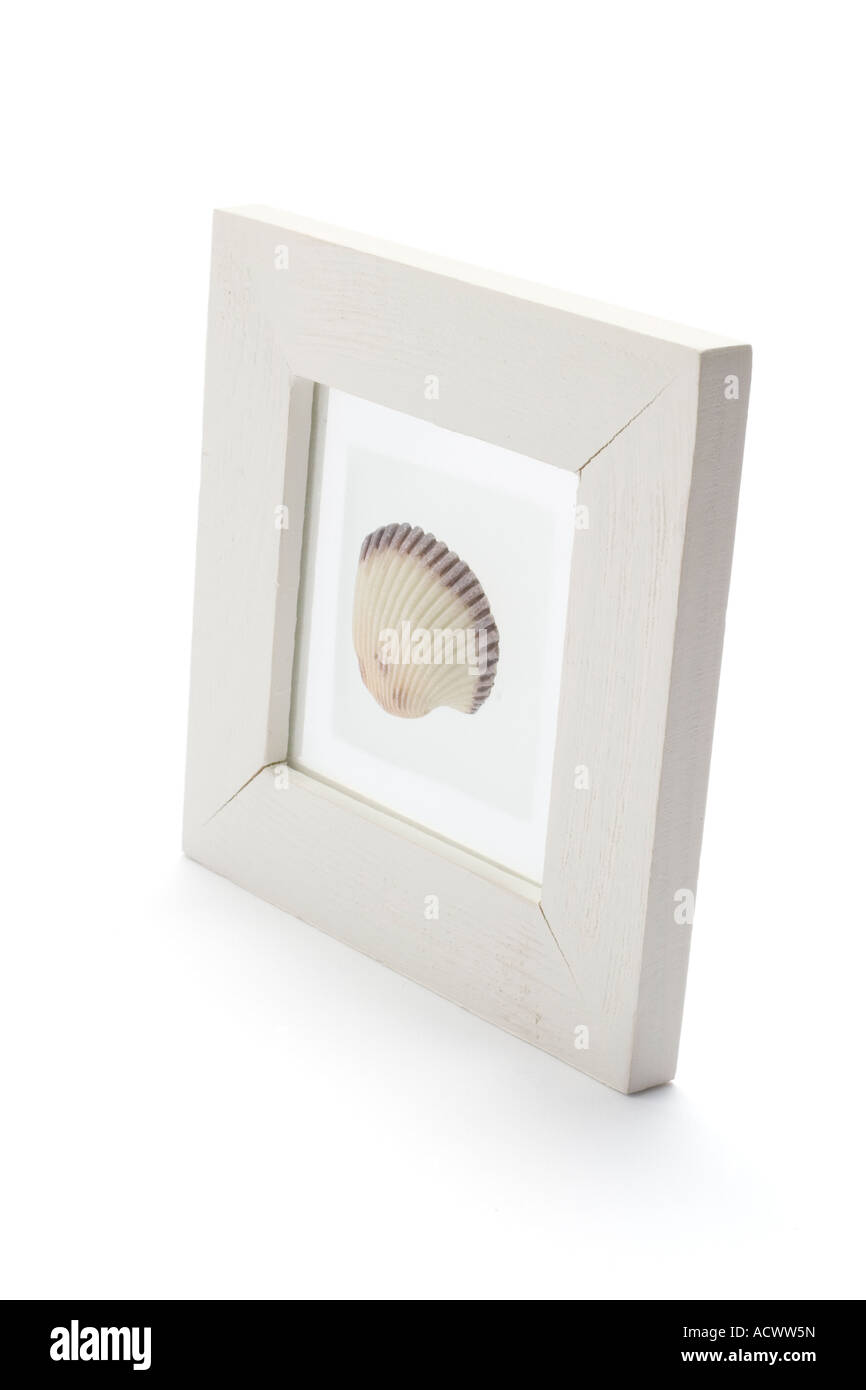 Cockle shell ornament hi-res stock photography and images - Alamy