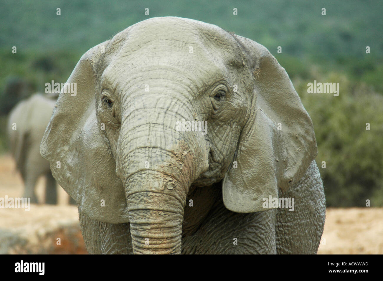 Landscape close-up of bright muddy tuskless elephant cow Stock Photo ...