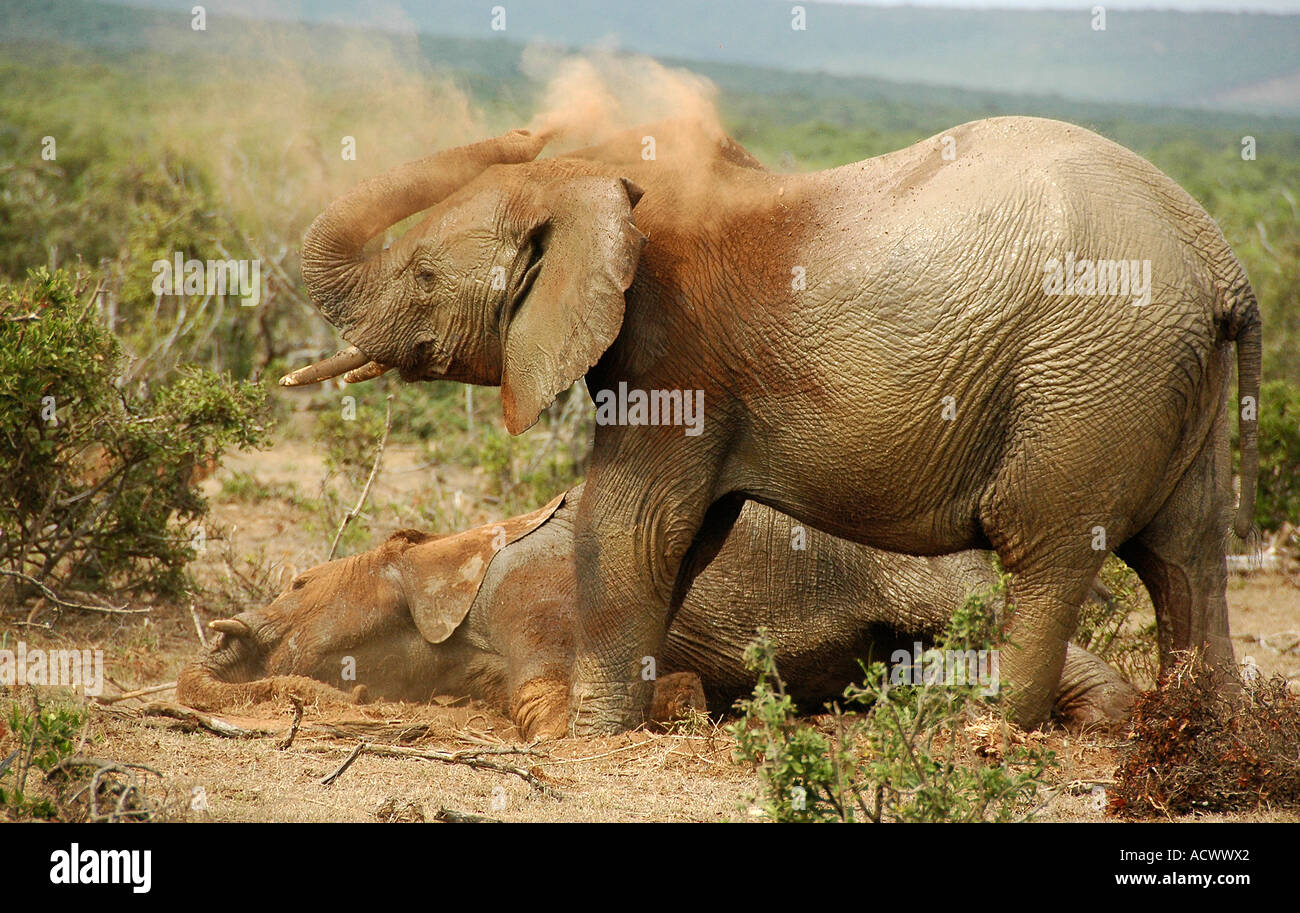 elephant dust bath in Addo Elephant National Park, South Africa Stock ...