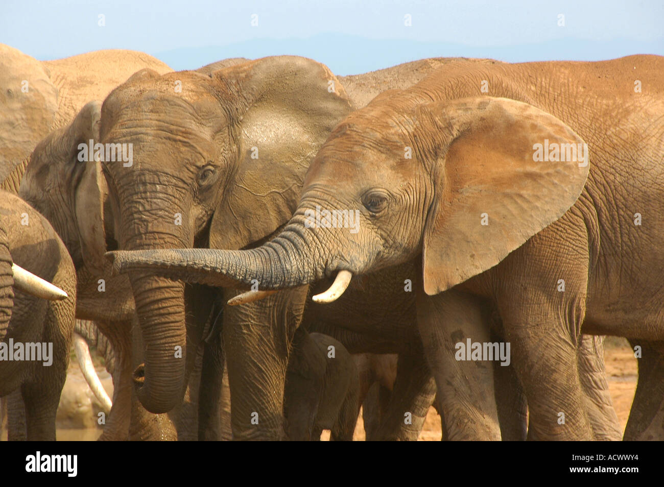 Young elephant bull in Addo Elephant National Park with outstretched ...