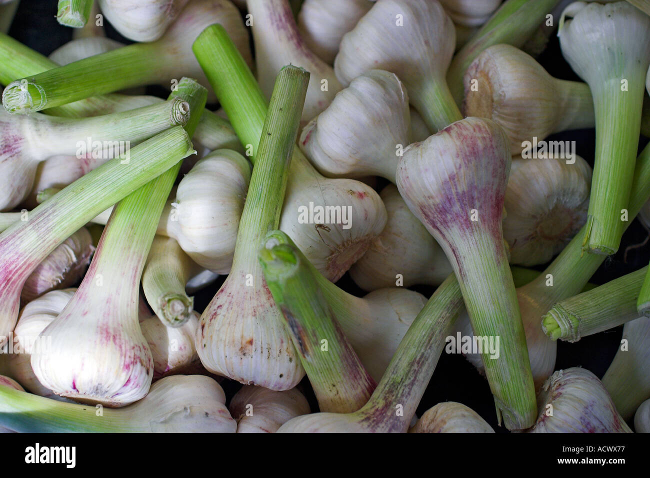 Spring garlic harvest from hi-res stock photography and images - Alamy