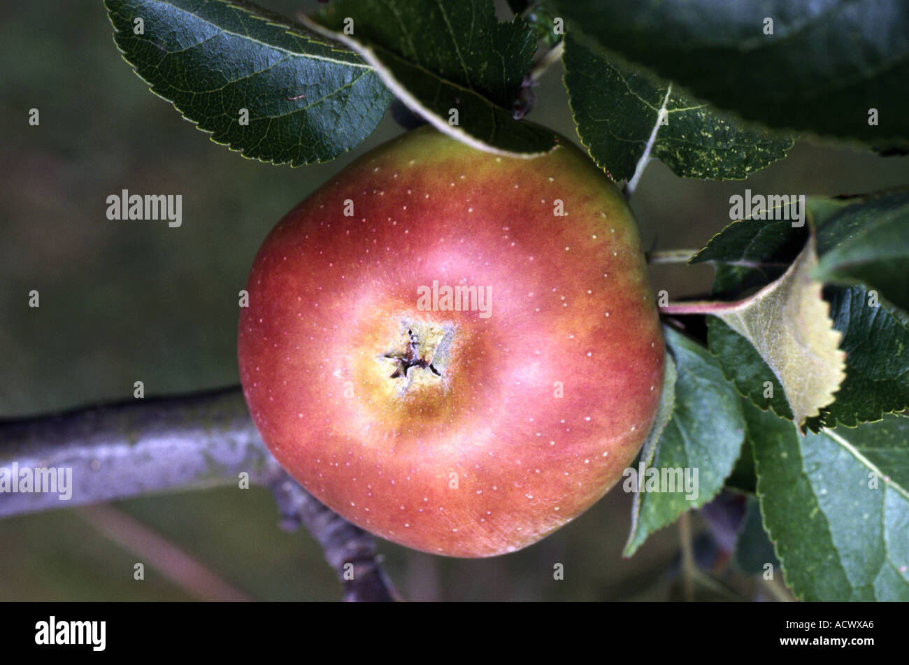 Eating apple still on the tree ready for picking Stock Photo - Alamy