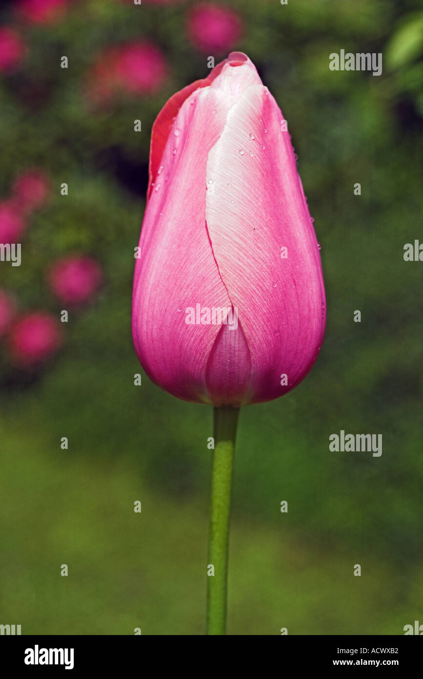 macro image with a pink mauve tulip flowers seen from above after the ...