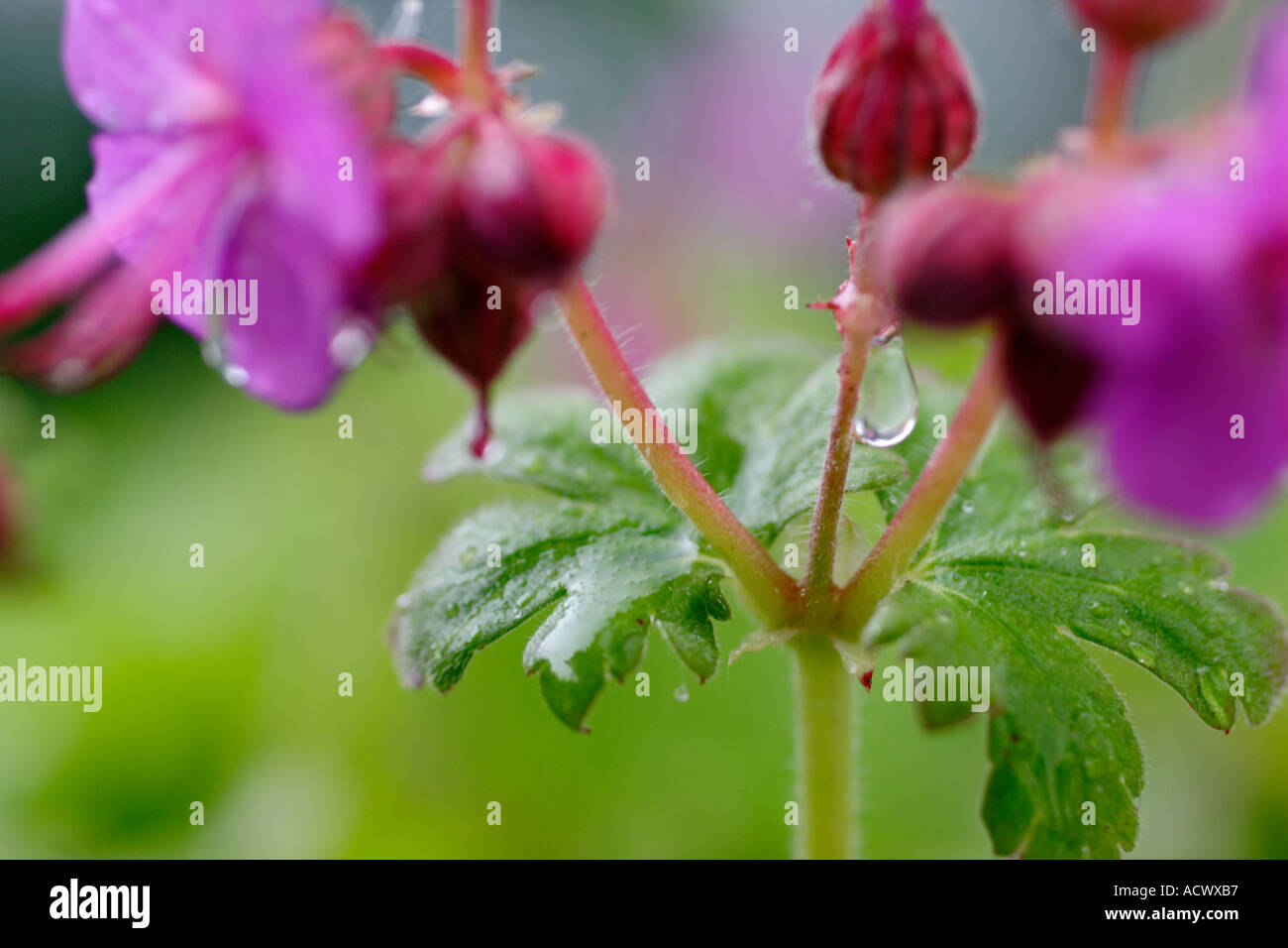 macro image with spring flowers after the rain seen from below during ...