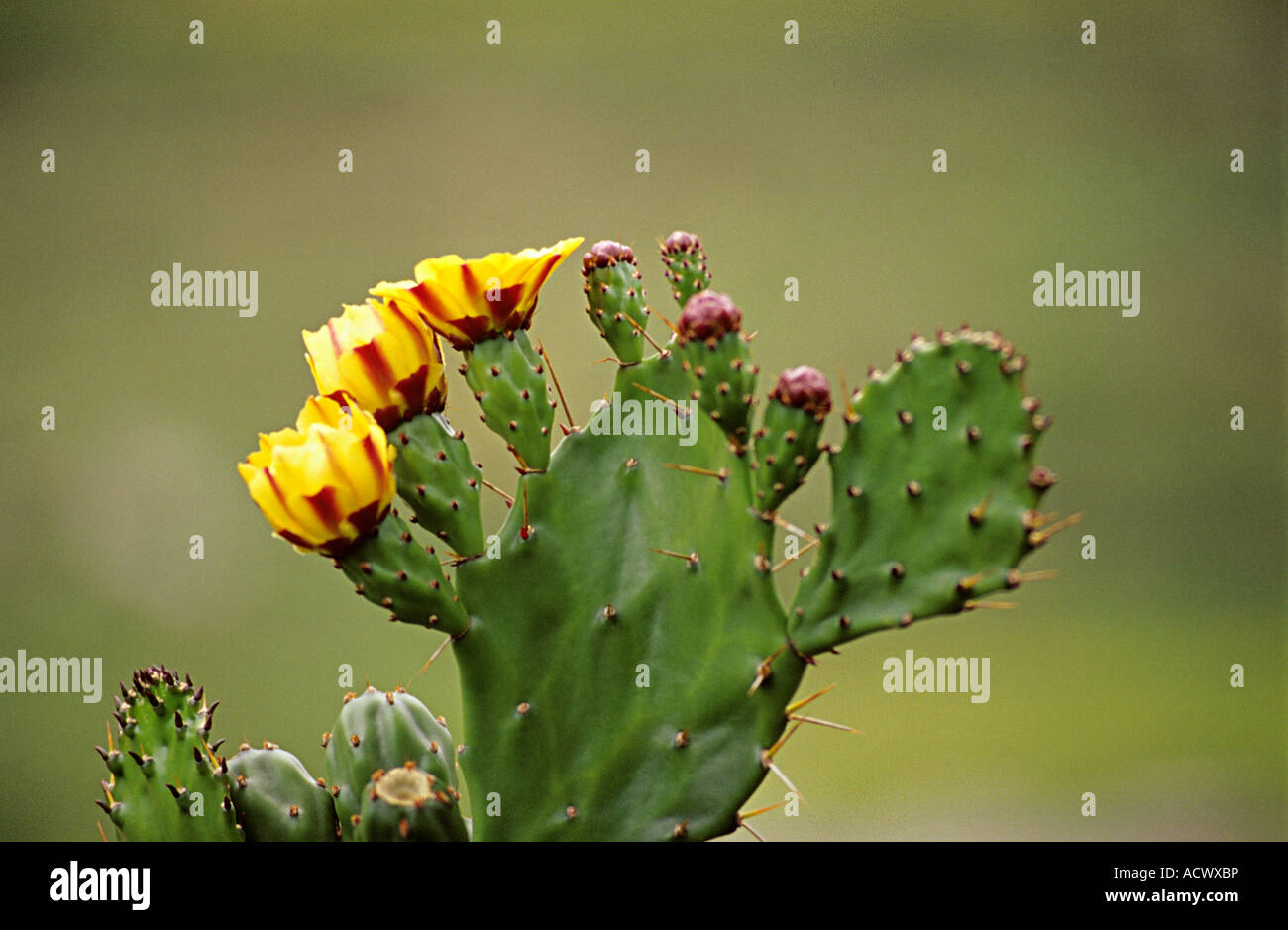 Stock images cactus hi-res stock photography and images - Alamy