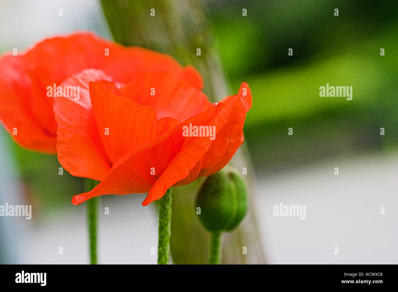 red poppy flowers seen from above during spring Stock Photo - Alamy