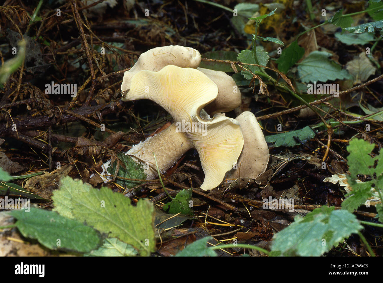 Family cantharellaceae hi-res stock photography and images - Alamy