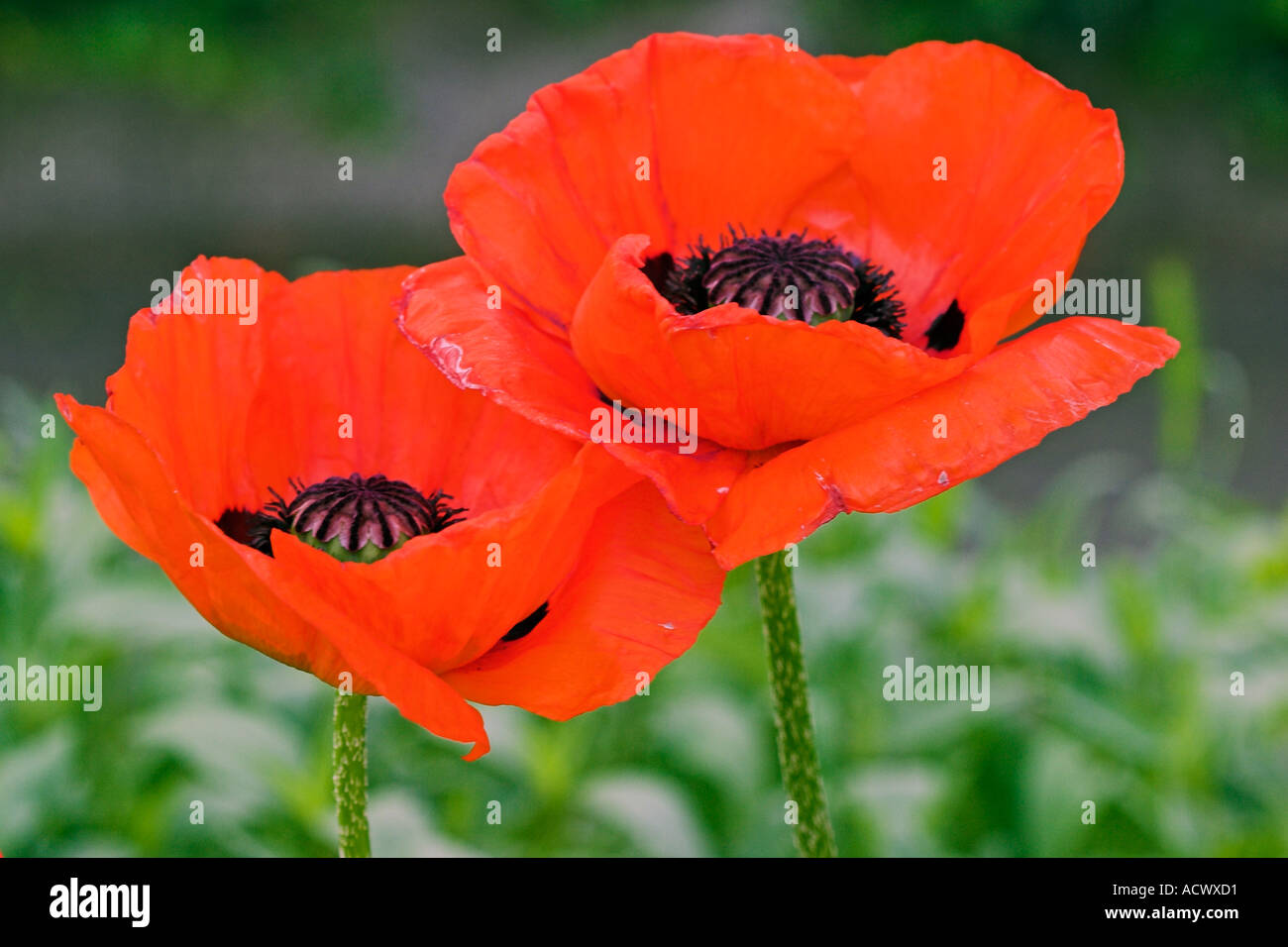 Four four petaled flowers hi-res stock photography and images - Alamy