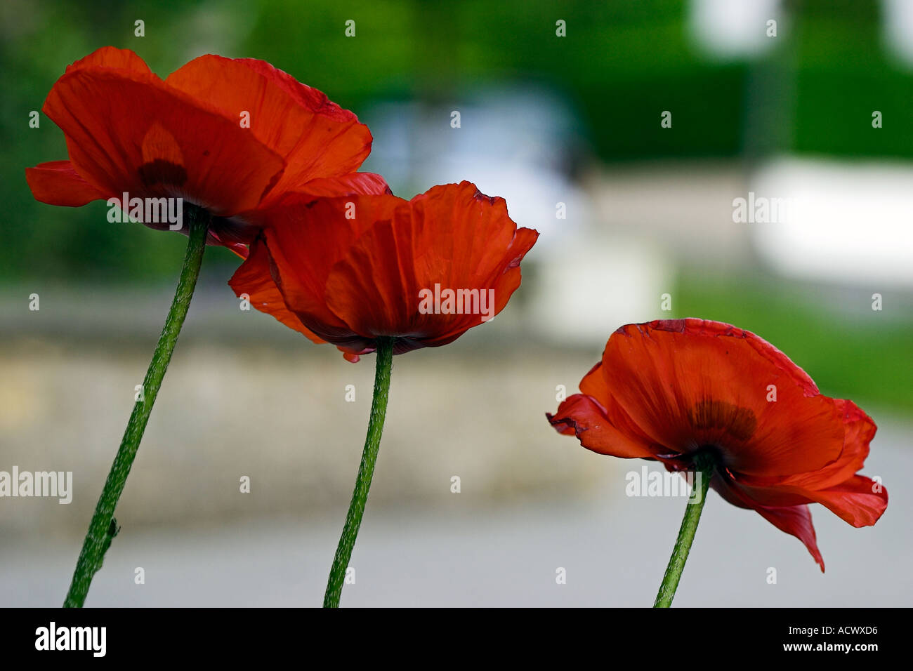 Three petaled flowers hi-res stock photography and images - Alamy