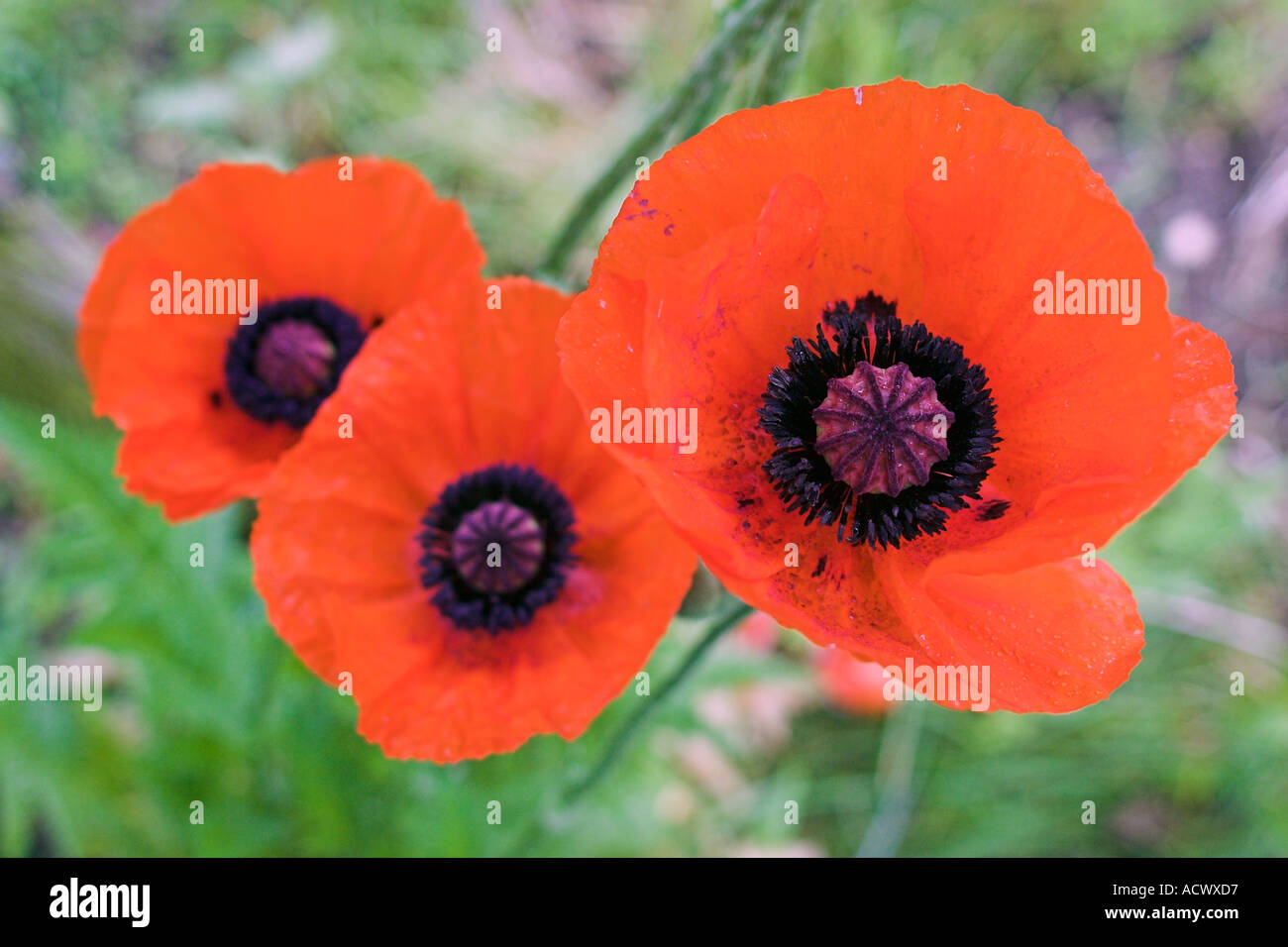 Red rse hi-res stock photography and images - Alamy