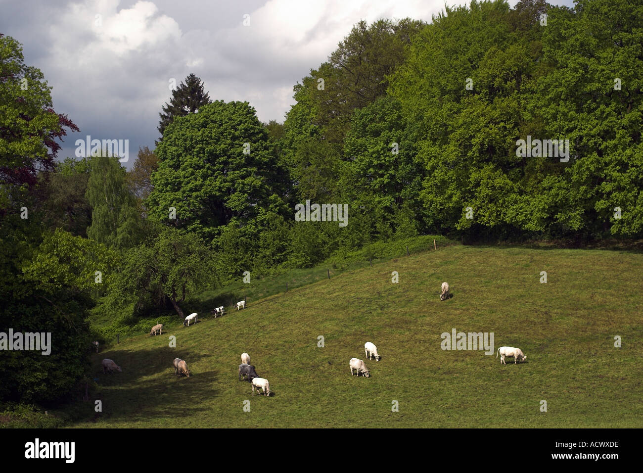 From above domestic cows hi-res stock photography and images - Alamy