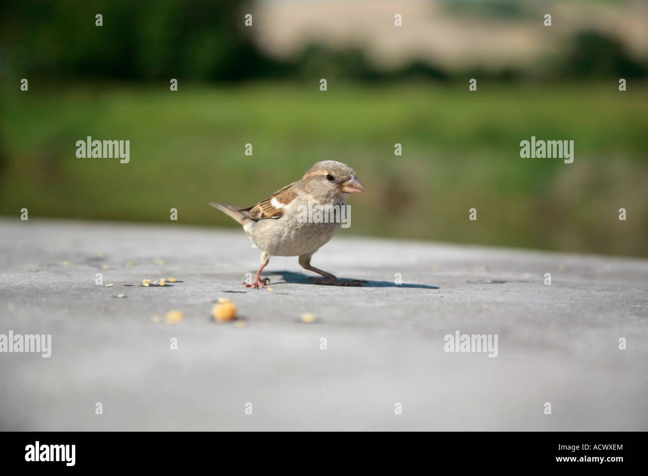 Female house sparrow (Passer domesticus) picking up crumbs from the ...