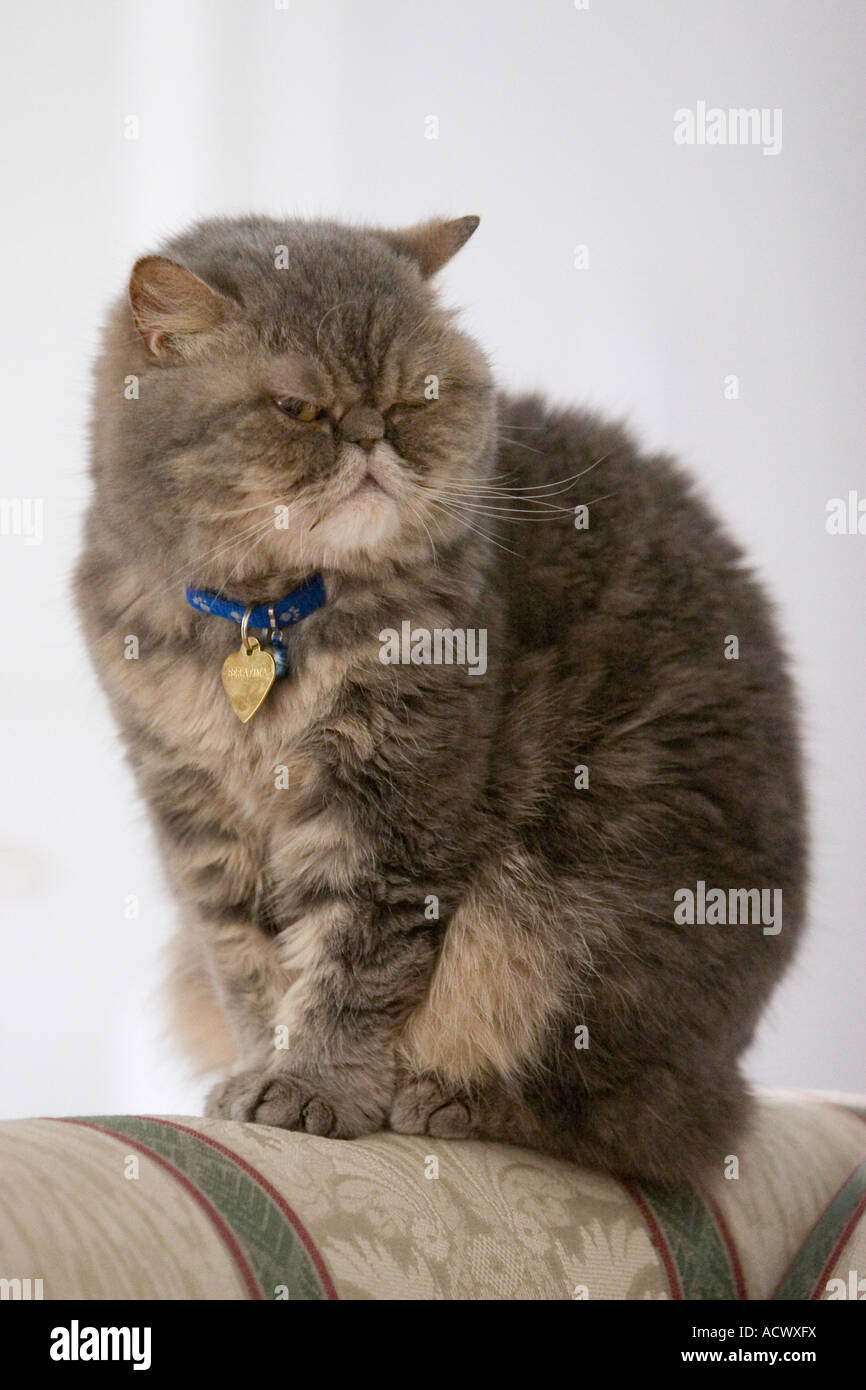 Persian model hi-res stock photography and images - Alamy