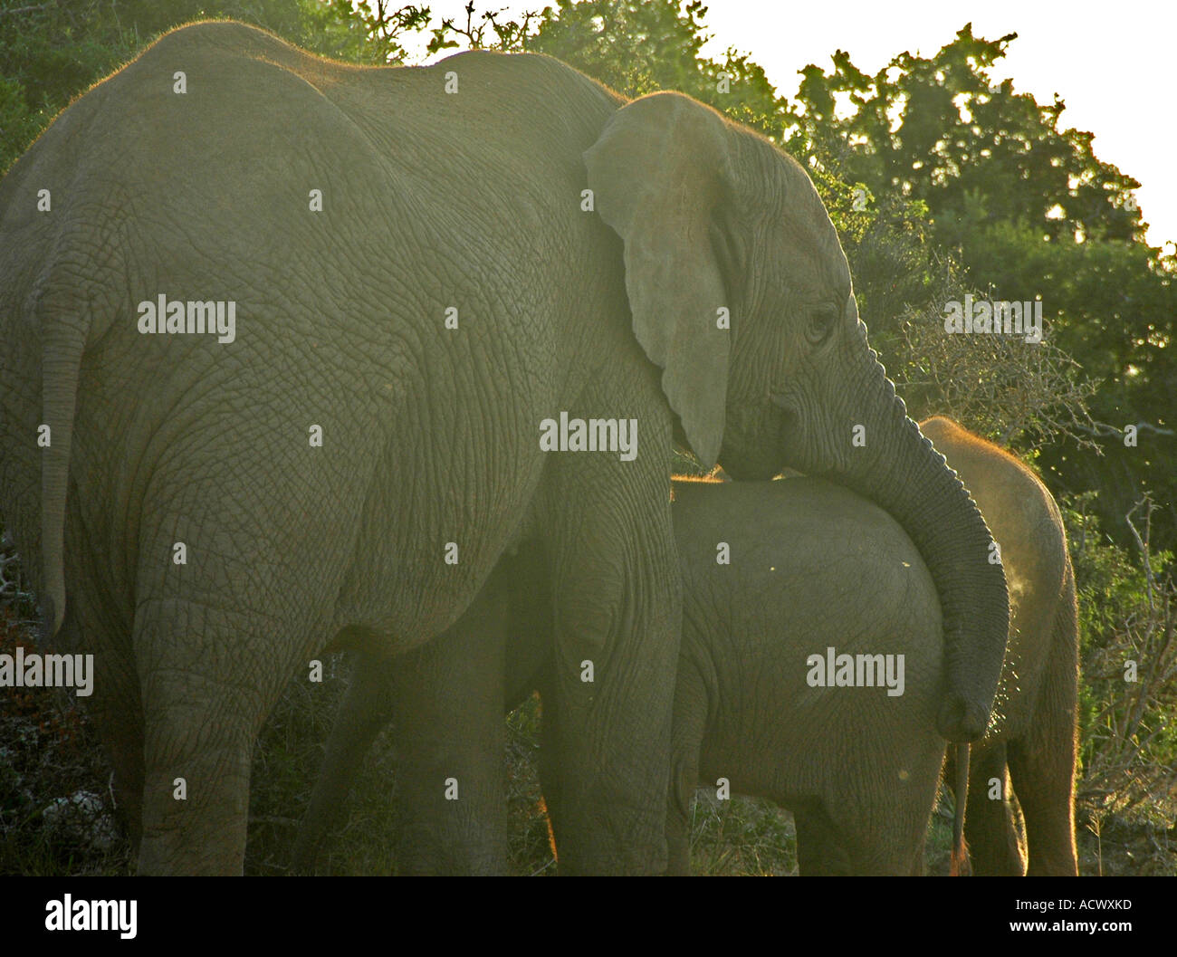 Elephant cow with calf trunk around its body Addo Elephant Park South ...