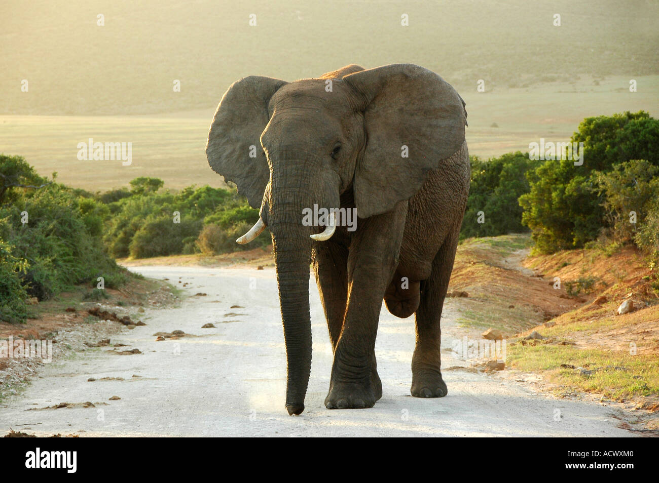 Hormones elephant not seals not seal hi-res stock photography and ...
