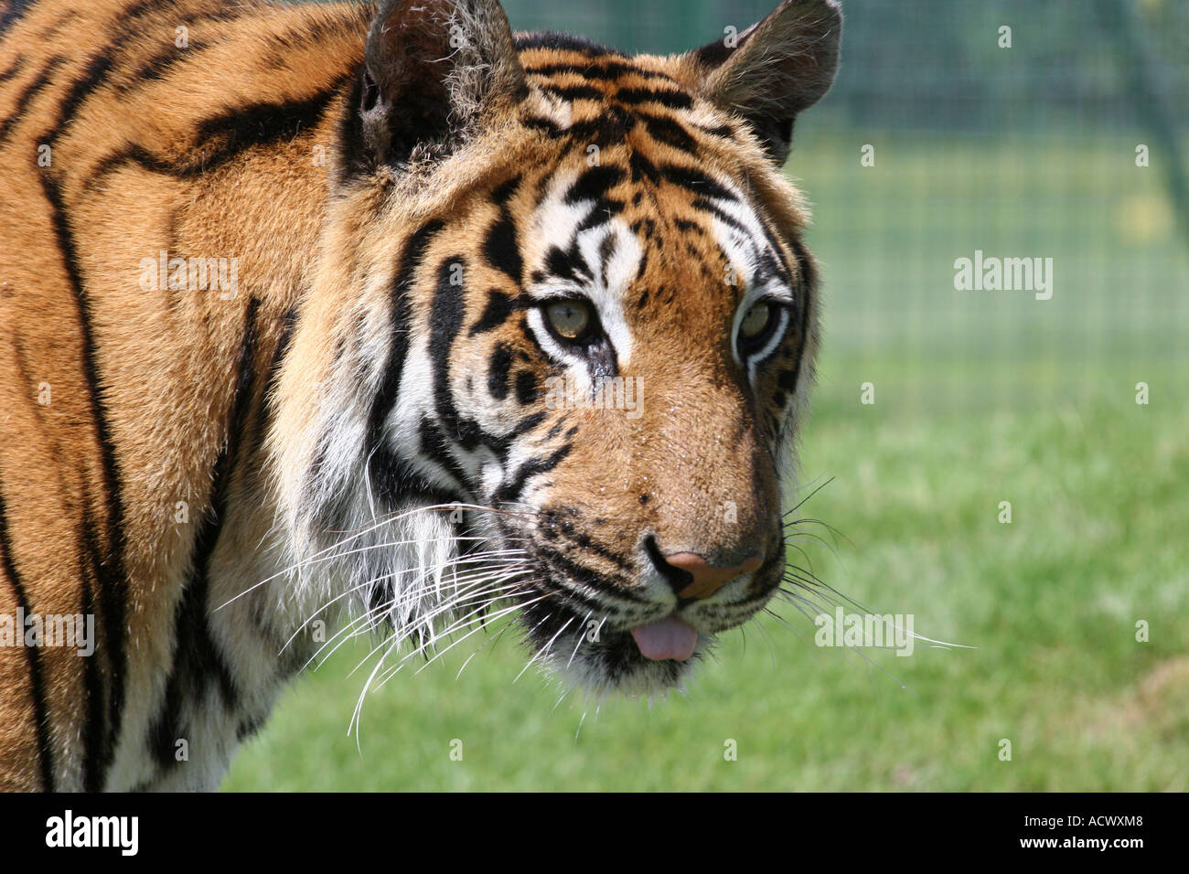 Tiger licking lips hi-res stock photography and images - Alamy
