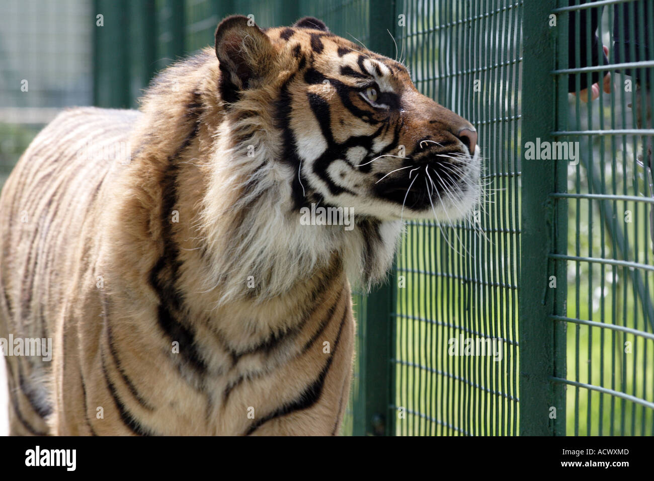 Hybrid Tiger Panthera tigris Stock Photo - Alamy