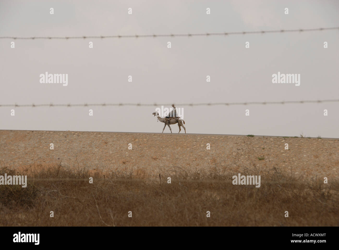 Camel mounted hi-res stock photography and images - Alamy