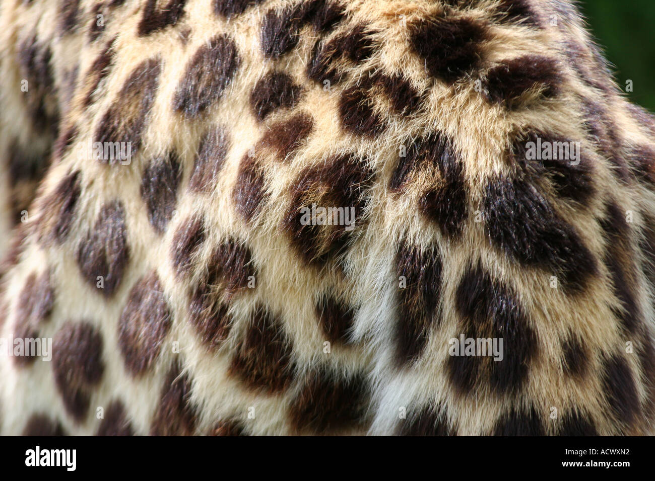 Loepard can not change its spots Stock Photo - Alamy