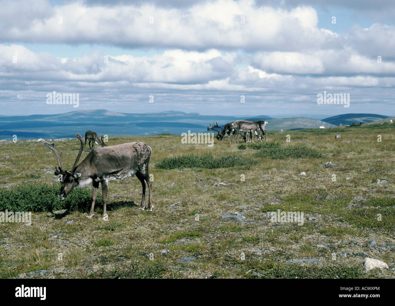 Cariboo Range High Resolution Stock Photography and Images - Alamy