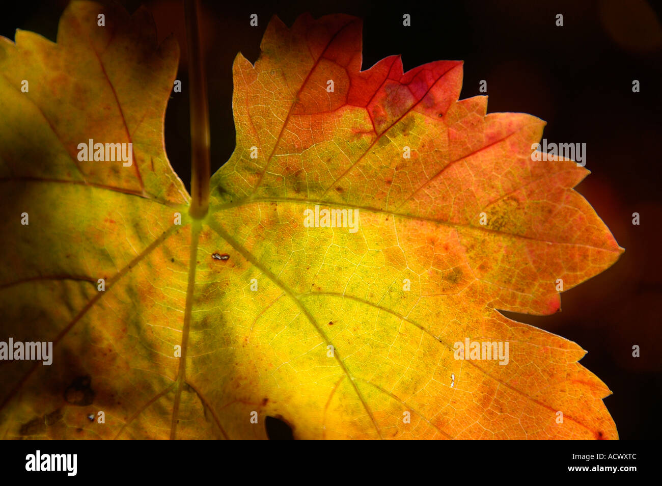Autumn colours of vine leaf, Hex River valley, South Africa, by ...