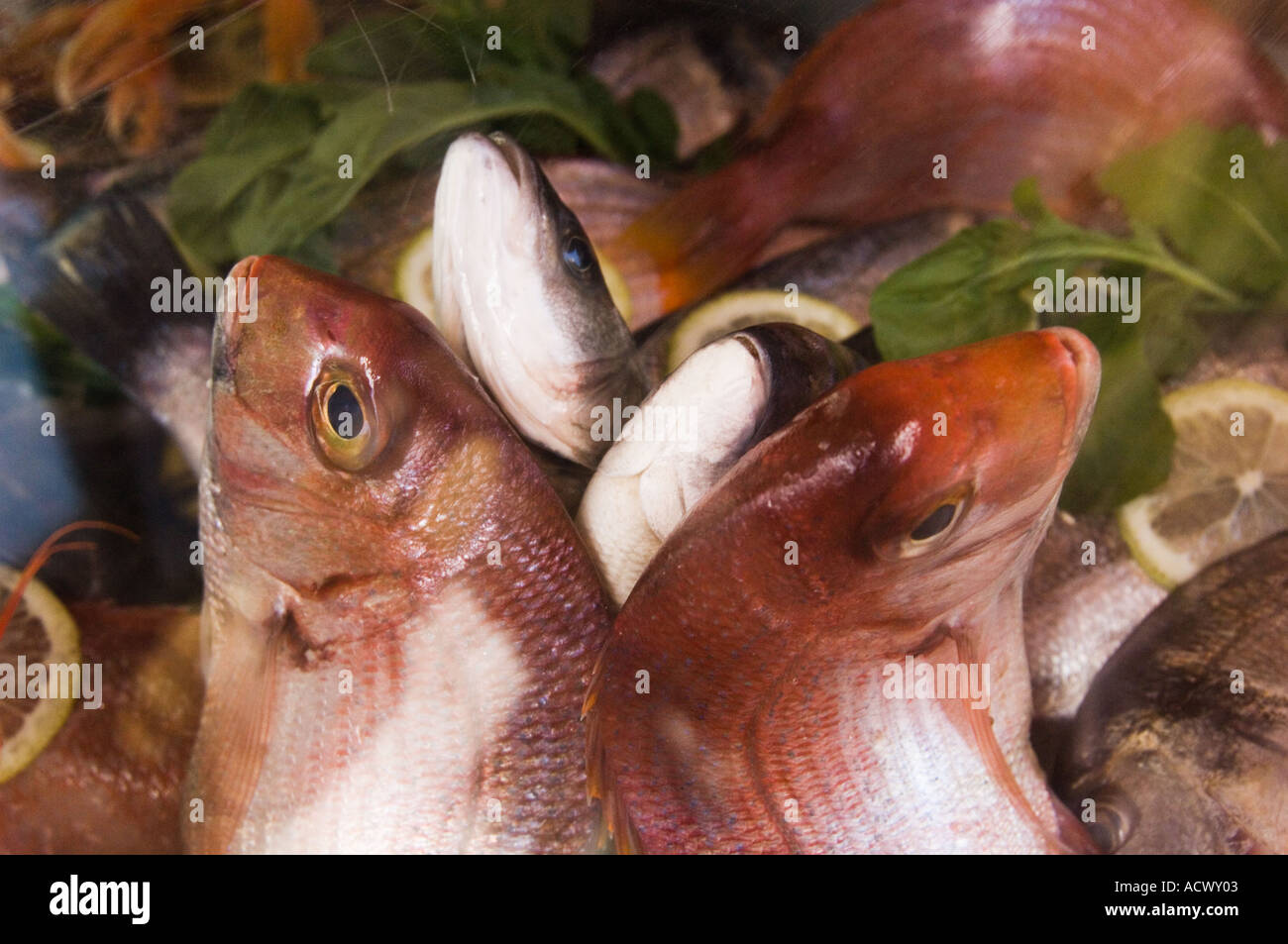Color horizontal image of four fresh fish stacked head to head in a ...