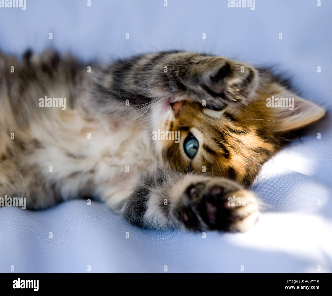 Tabby kitten lying down Stock Photo - Alamy