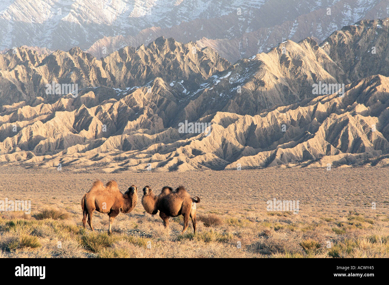 Asian camels hi-res stock photography and images - Alamy