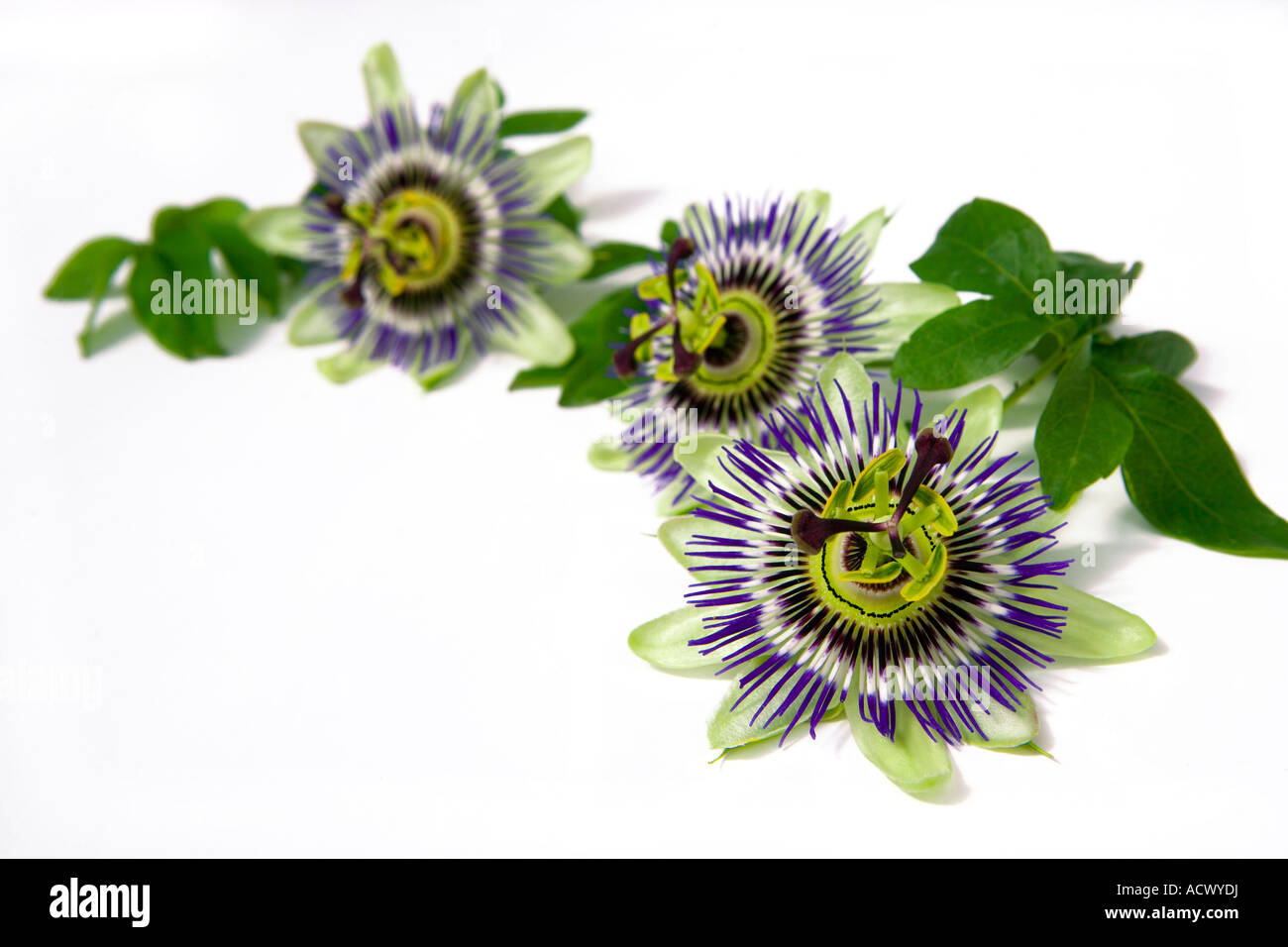 Purple passion flower passiflora Cut Out Stock Images & Pictures - Alamy