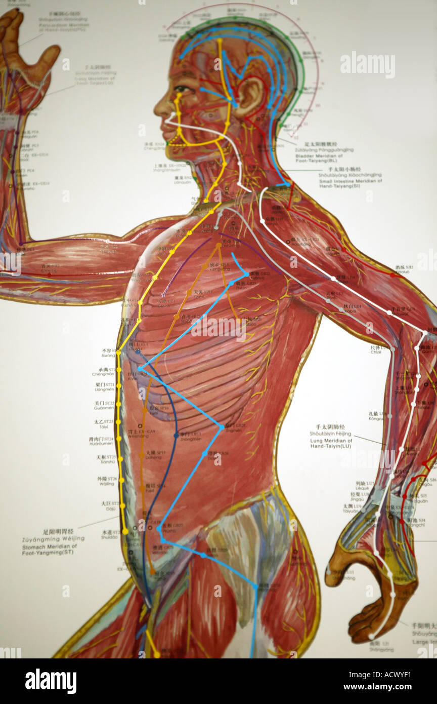 Acupuncture map hi-res stock photography and images - Alamy