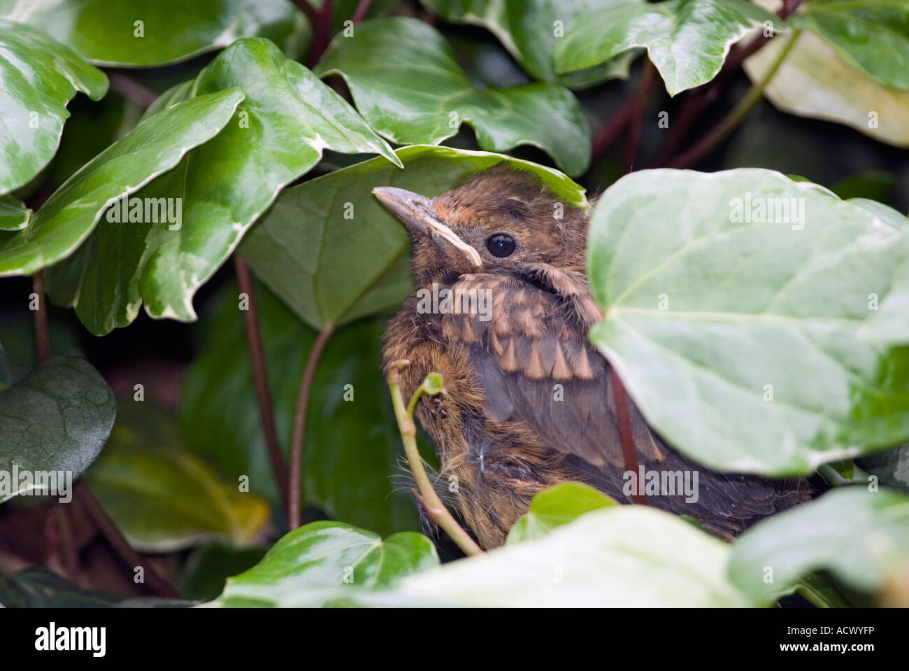 blackbird chick concealed in ivy shrub Stock Photo - Alamy