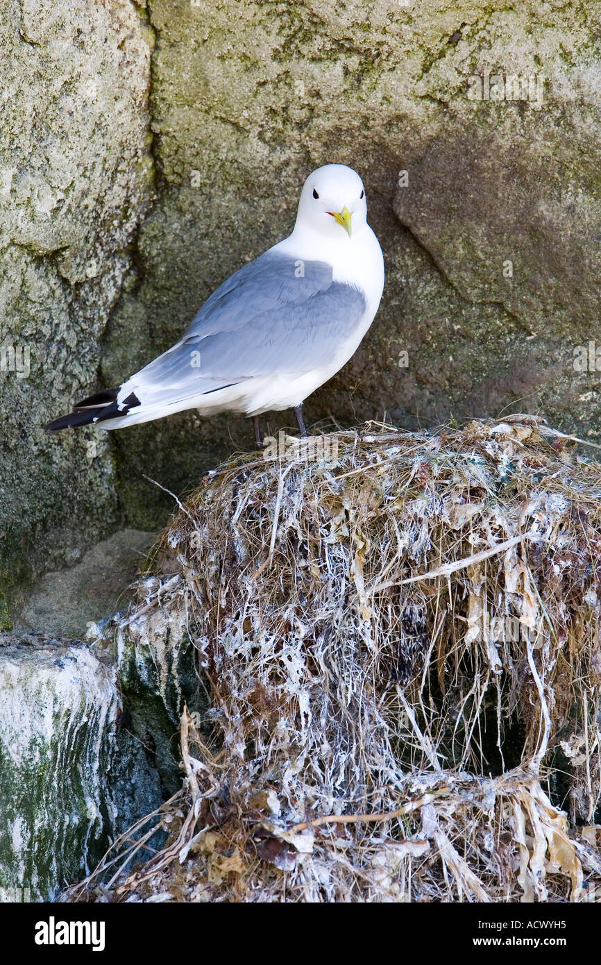 Black-legged Kittiwake nesting Stock Photo - Alamy