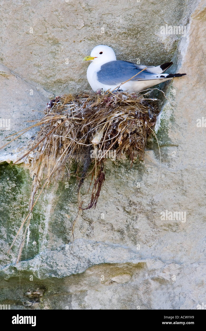 Black-legged Kittiwake nesting Stock Photo - Alamy