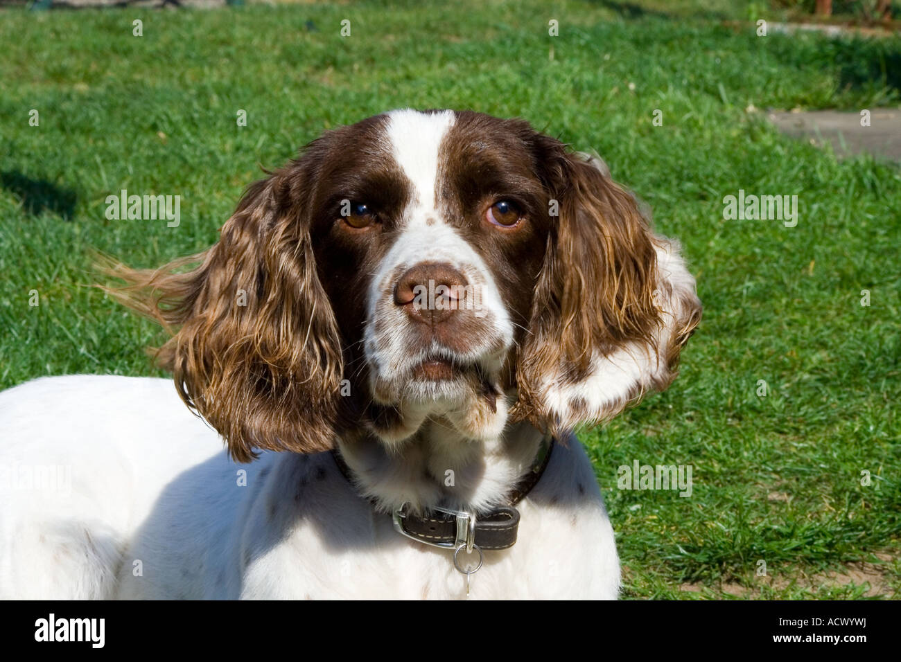 English Springer Spaniel, brown and liver, brown and white, canine, Gun ...