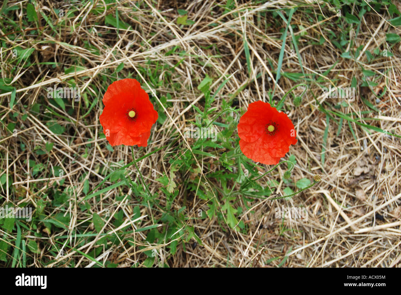 two blood red poppies in northern france no 2501 Stock Photo - Alamy