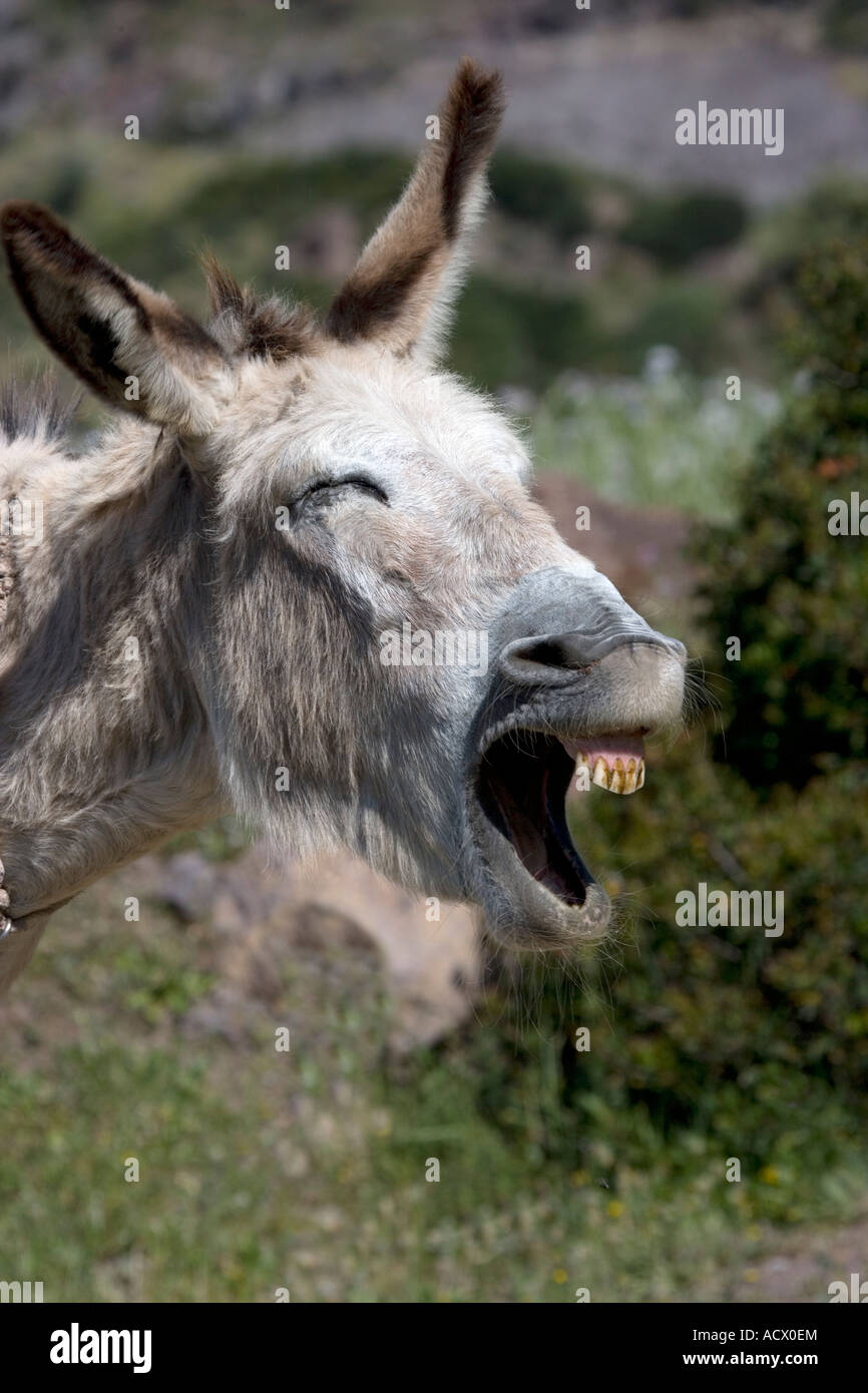 Yawning Donkey Sardinia Stock Photo - Alamy