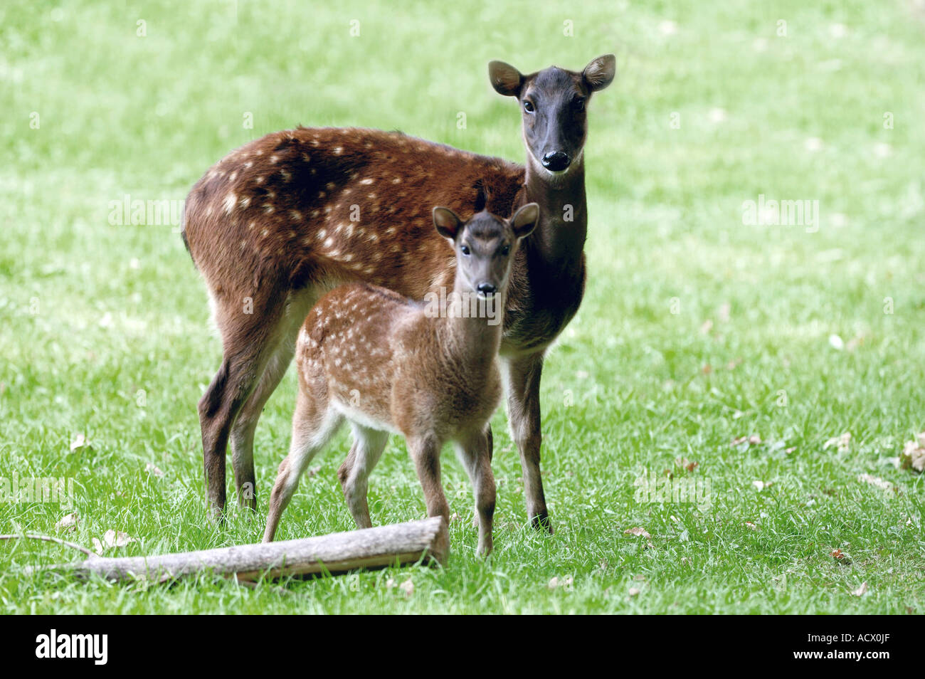 Philippine deer hi-res stock photography and images - Alamy