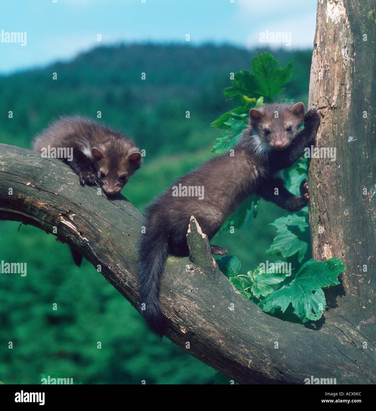 Young beech marten prey foina hi-res stock photography and images - Alamy