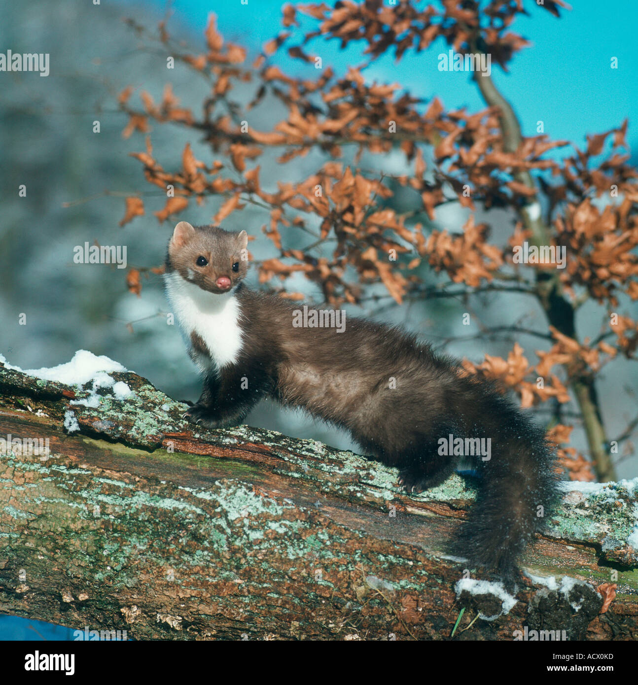 Beech Marten Stock Photo - Alamy