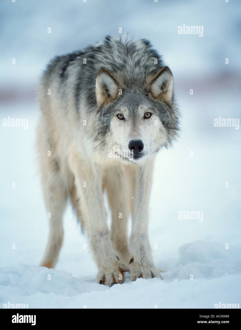 Wolf with hi-res stock photography and images - Alamy