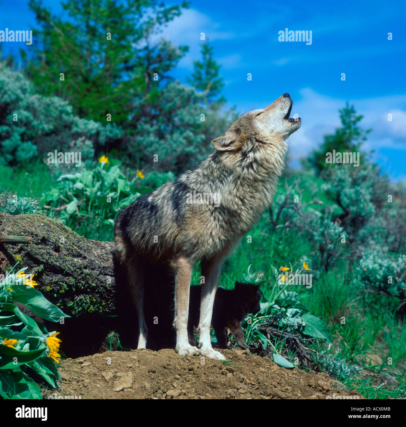 Howling wolf hi-res stock photography and images - Alamy