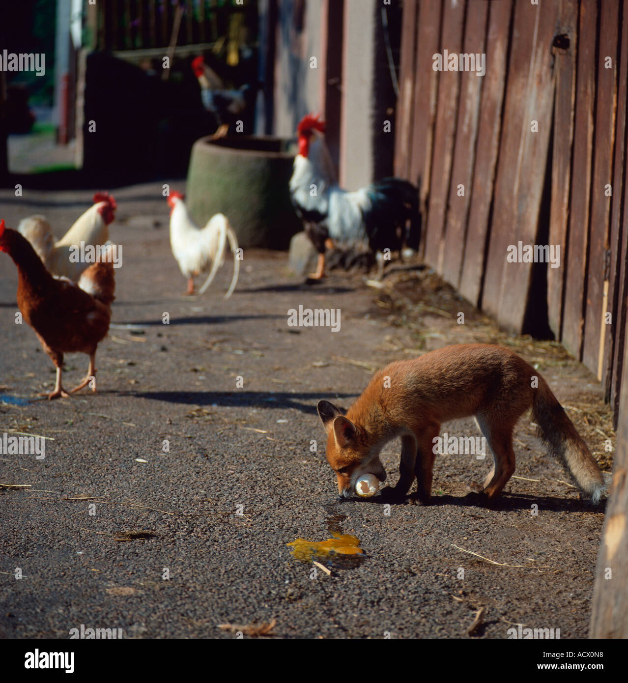 Chicken and fox hi-res stock photography and images - Alamy