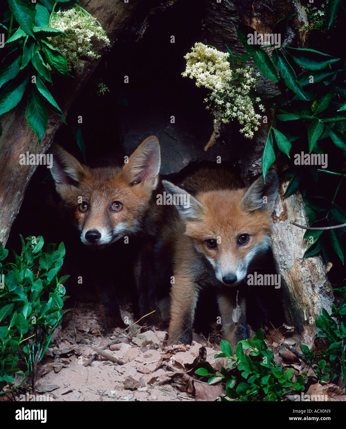 Two red fox in hi-res stock photography and images - Alamy