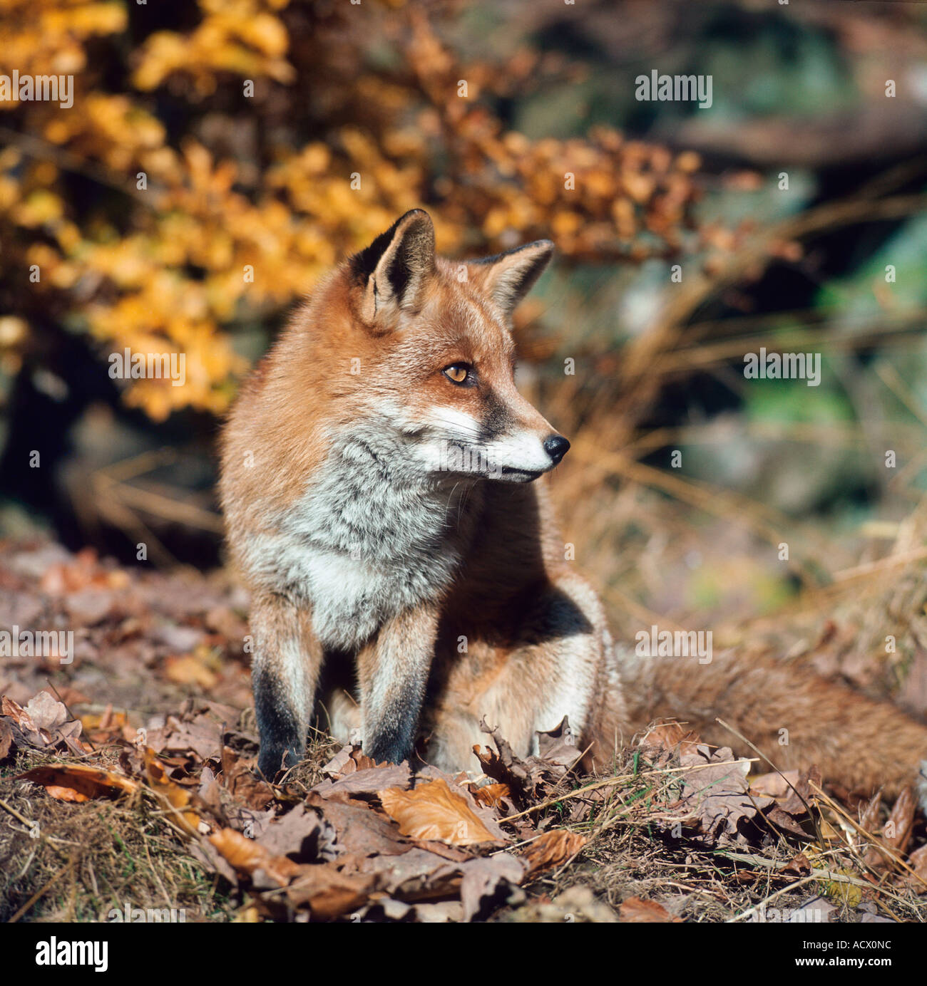 Square format red fox hi-res stock photography and images - Alamy