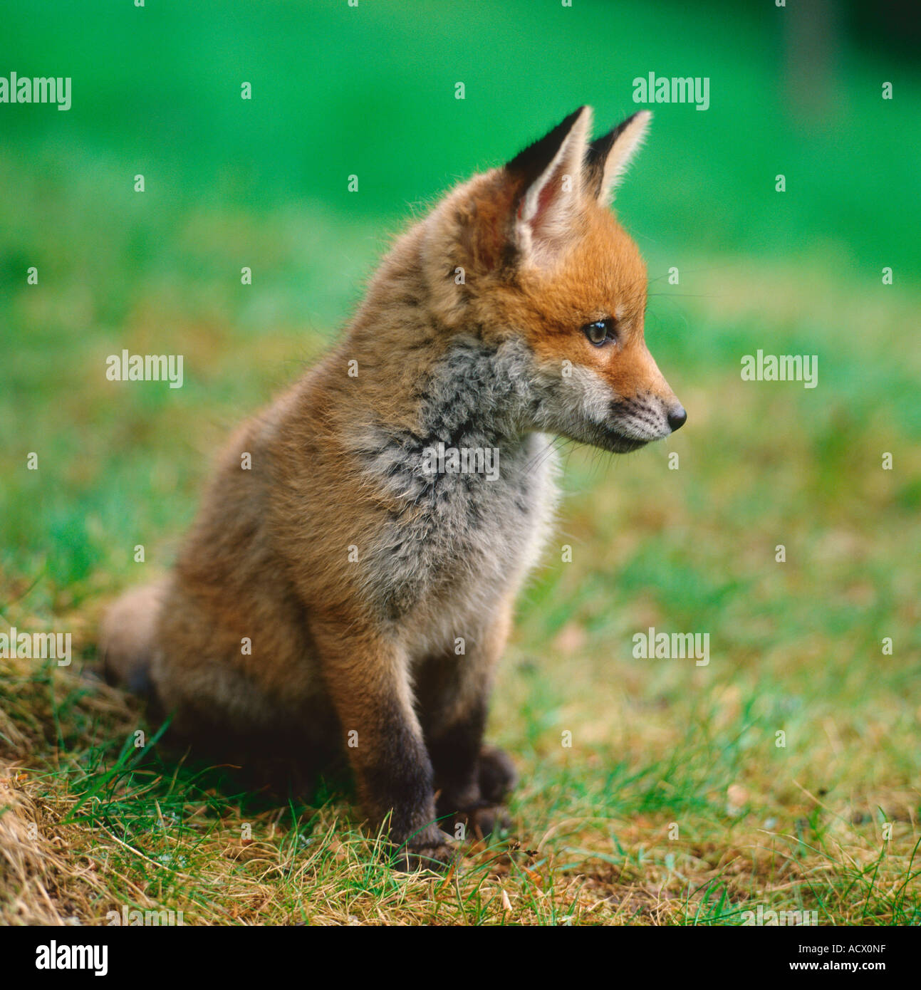 Square format red fox hi-res stock photography and images - Alamy