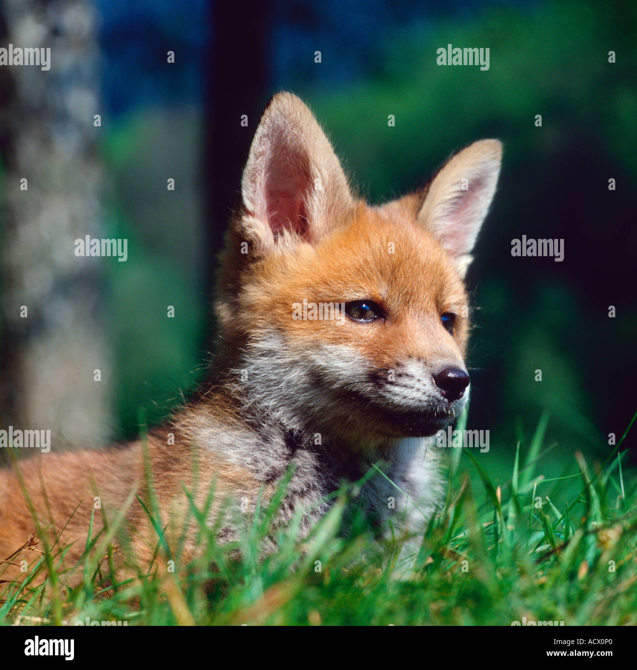 Square format red fox hi-res stock photography and images - Alamy