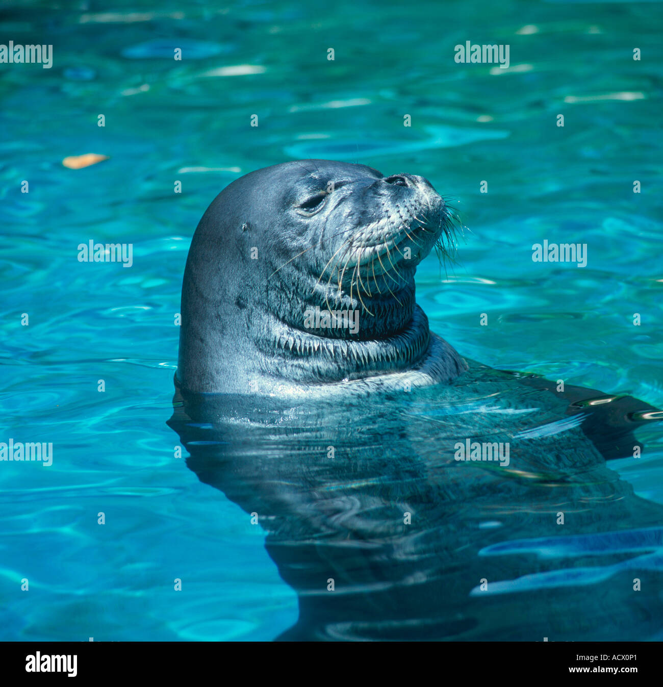 Hawaiian Monk Seal Stock Photo - Alamy